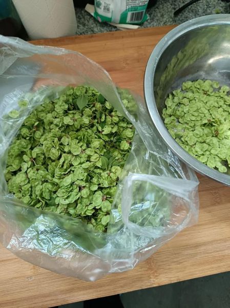 冻榆钱怎么吃_冻榆钱的家常做法大全-第2张图片-山城妙识