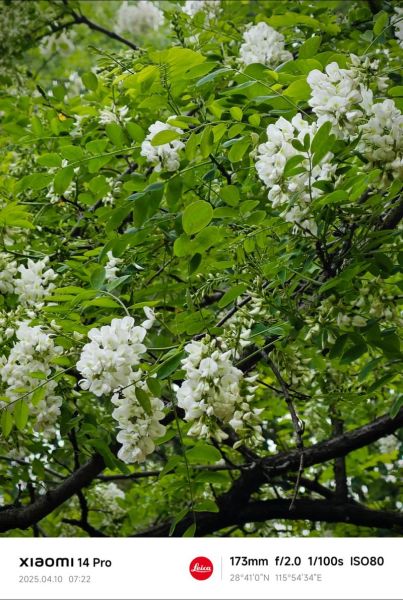 刺槐花程式是什么_刺槐花程式怎么写-第1张图片-山城妙识