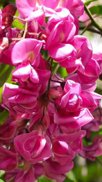 刺槐花程式是什么_刺槐花程式怎么写-第2张图片-山城妙识