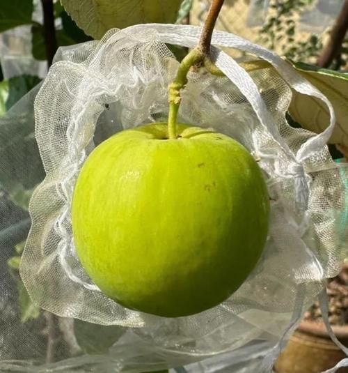 青枣主要产自哪里_山东还是海南-第2张图片-山城妙识