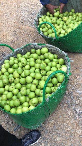 青枣主要产自哪里_山东还是海南-第3张图片-山城妙识