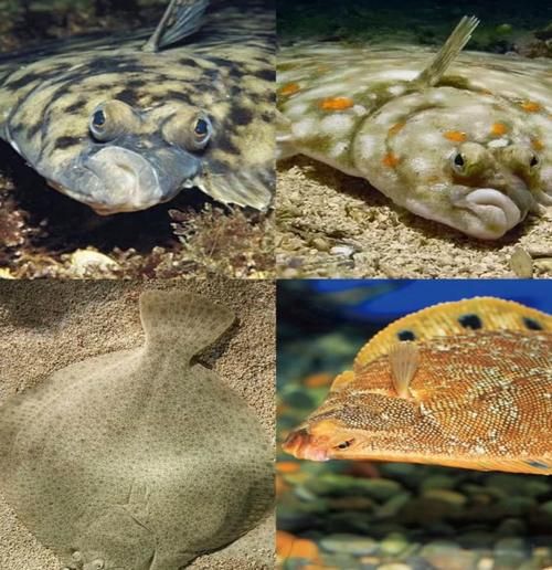 比目鱼又叫什么鱼_比目鱼别名有哪些-第3张图片-山城妙识 比目鱼又叫什么鱼_比目鱼别名有哪些-第3张图片-山城妙识