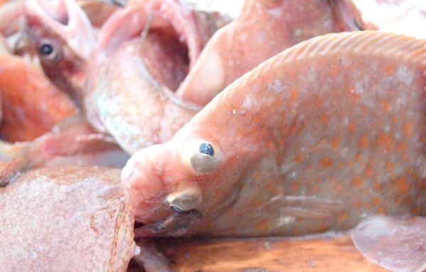 比目鱼又叫什么鱼_比目鱼别名有哪些-第2张图片-山城妙识 比目鱼又叫什么鱼_比目鱼别名有哪些-第2张图片-山城妙识