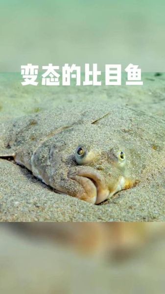 比目鱼又叫什么鱼_比目鱼别名有哪些-第1张图片-山城妙识 比目鱼又叫什么鱼_比目鱼别名有哪些-第1张图片-山城妙识