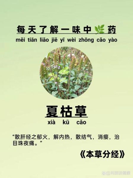 夏枯草能治疗甲状腺结节吗_夏枯草功效与作用有哪些-第1张图片-山城妙识