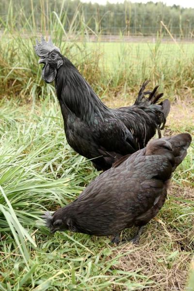 五黑鸡多少钱一斤_五黑鸡价格行情-第3张图片-山城妙识