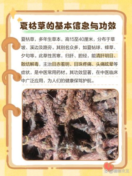 夏枯草能治疗甲状腺结节吗_夏枯草功效与作用有哪些-第3张图片-山城妙识