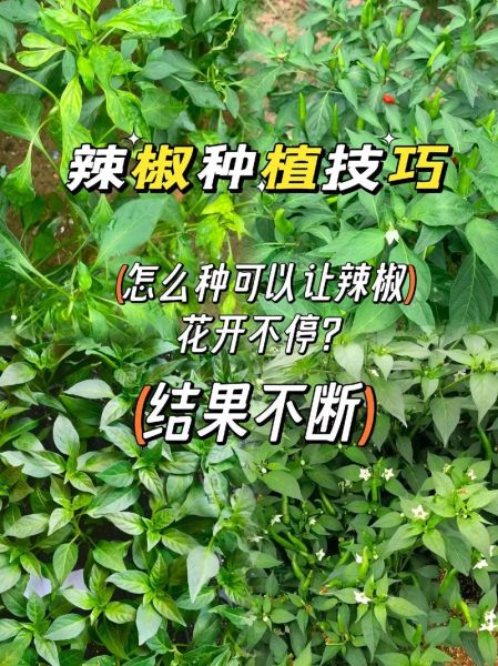 辣椒种植技术与管理方法_辣椒怎么种植才能高产-第1张图片-山城妙识 辣椒种植技术与管理方法_辣椒怎么种植才能高产-第1张图片-山城妙识