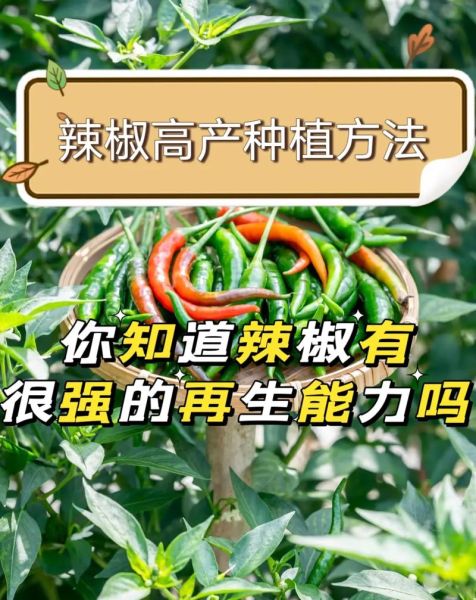 辣椒种植技术与管理方法_辣椒怎么种植才能高产-第3张图片-山城妙识 辣椒种植技术与管理方法_辣椒怎么种植才能高产-第3张图片-山城妙识