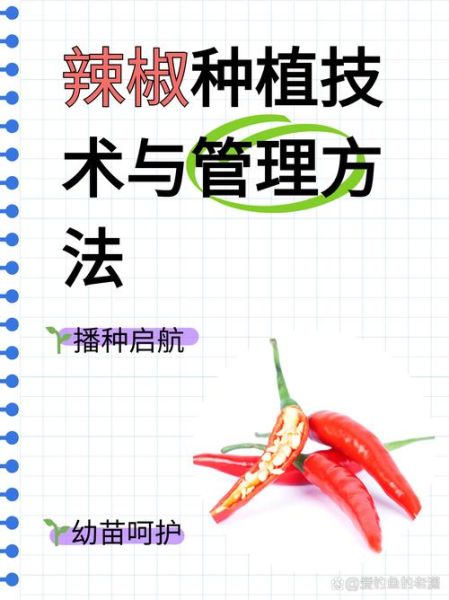 辣椒种植技术与管理方法_辣椒怎么种植才能高产-第2张图片-山城妙识 辣椒种植技术与管理方法_辣椒怎么种植才能高产-第2张图片-山城妙识