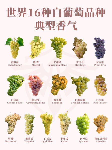 酿酒葡萄品种有哪些_哪些葡萄适合自酿-第2张图片-山城妙识