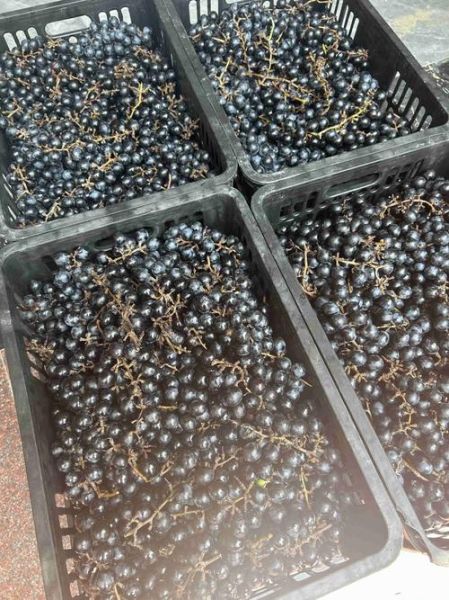 酿酒葡萄品种有哪些_哪些葡萄适合自酿-第3张图片-山城妙识