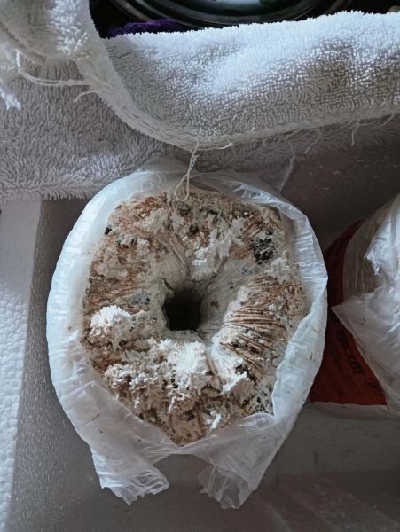 平菇种植成本_平菇种植利润-第2张图片-山城妙识