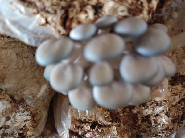 平菇种植成本_平菇种植利润-第3张图片-山城妙识