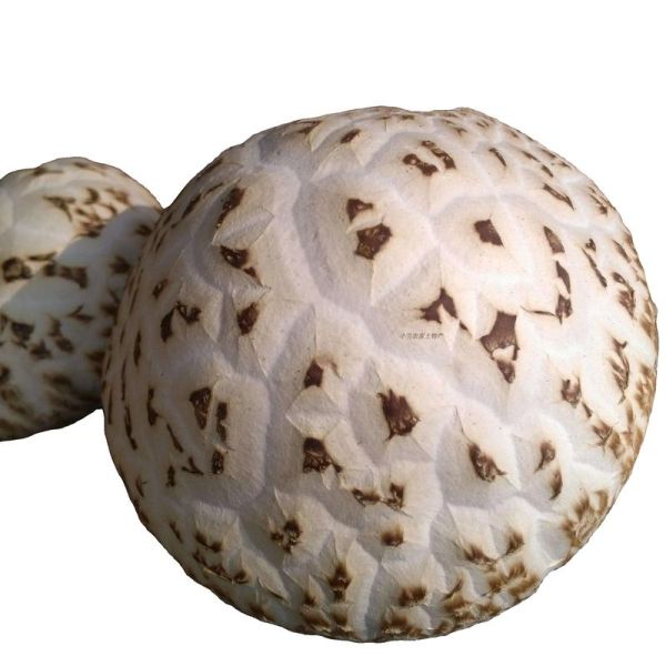 大花菇怎么做好吃_大花菇的家常做法-第1张图片-山城妙识