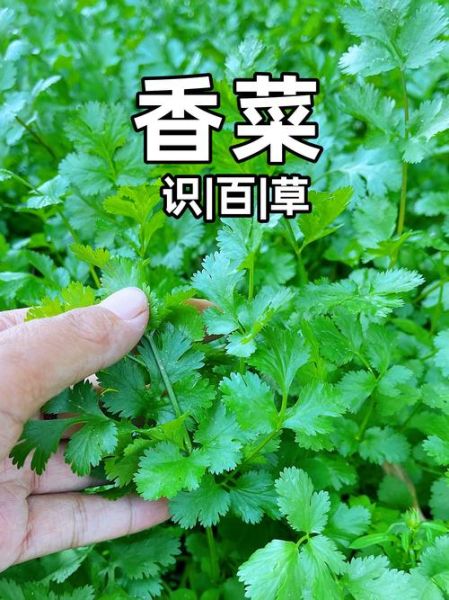 芫荽香菜的功效与作用_香菜怎么吃最健康-第1张图片-山城妙识