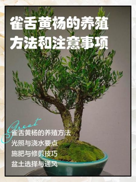 雀舌黄杨怎么养_雀舌黄杨盆景制作技巧-第1张图片-山城妙识 雀舌黄杨怎么养_雀舌黄杨盆景制作技巧-第1张图片-山城妙识