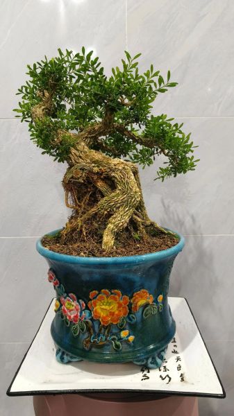 雀舌黄杨怎么养_雀舌黄杨盆景制作技巧-第3张图片-山城妙识 雀舌黄杨怎么养_雀舌黄杨盆景制作技巧-第3张图片-山城妙识