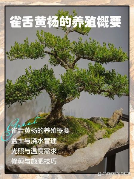 雀舌黄杨怎么养_雀舌黄杨盆景制作技巧-第2张图片-山城妙识 雀舌黄杨怎么养_雀舌黄杨盆景制作技巧-第2张图片-山城妙识