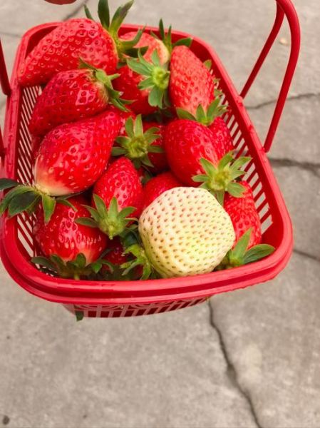 奶油草莓图片怎么拍_奶油草莓图片拍摄技巧-第1张图片-山城妙识