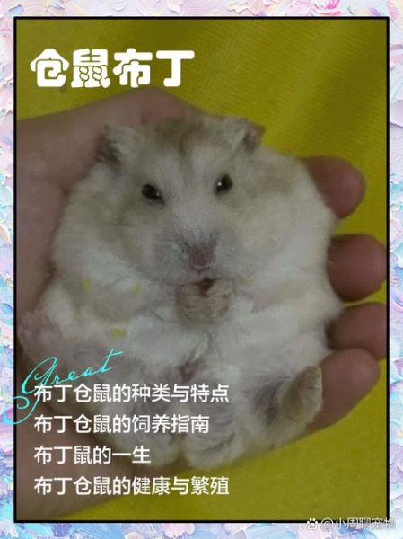 布丁仓鼠怎么训练_布丁仓鼠训练方法-第2张图片-山城妙识
