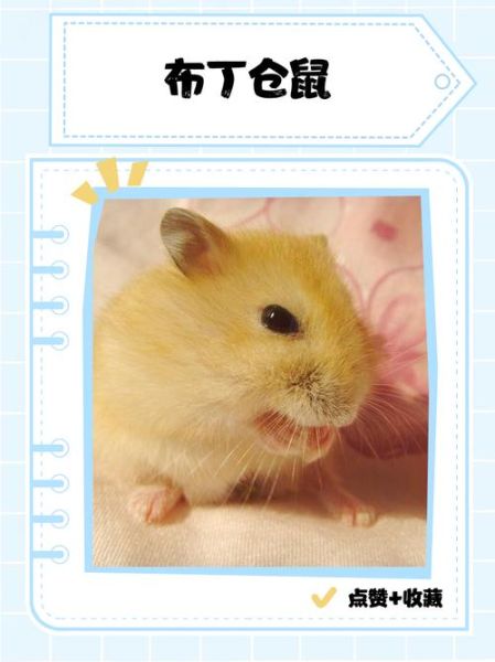 布丁仓鼠怎么训练_布丁仓鼠训练方法-第1张图片-山城妙识