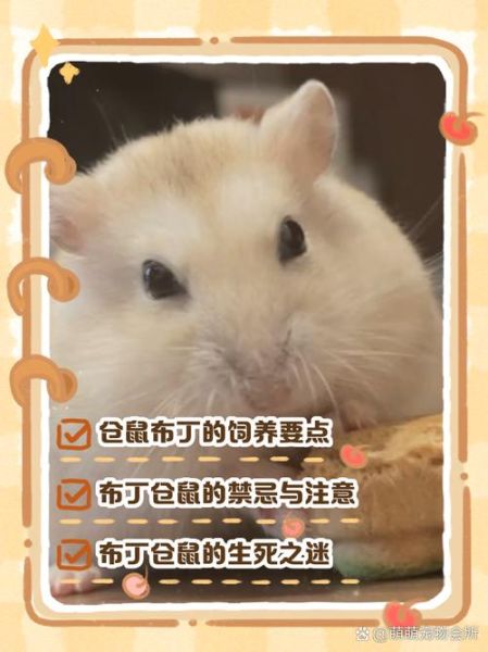 布丁仓鼠怎么训练_布丁仓鼠训练方法-第3张图片-山城妙识