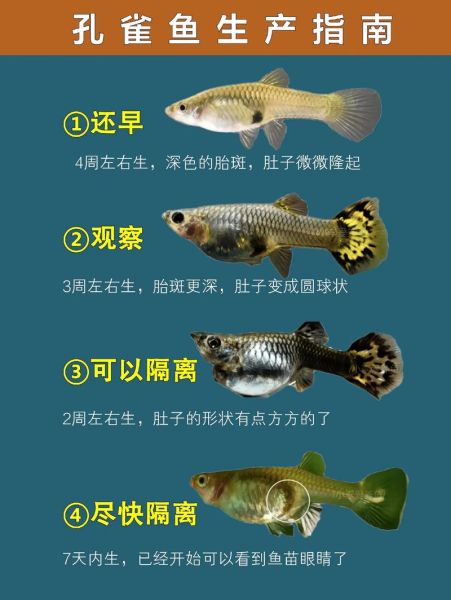 孔雀鱼繁殖前兆有哪些_如何判断孔雀鱼即将生产-第3张图片-山城妙识
