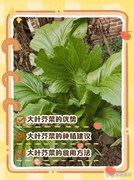 大叶芥菜怎么腌制_家常做法步骤-第1张图片-山城妙识