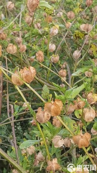 冰粉籽植物图片_冰粉籽长什么样-第1张图片-山城妙识