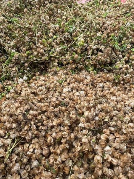 冰粉籽植物图片_冰粉籽长什么样-第2张图片-山城妙识