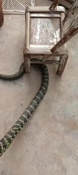 王锦蛇和五步蛇哪个厉害_毒性对比谁更强-第1张图片-山城妙识 王锦蛇和五步蛇哪个厉害_毒性对比谁更强-第1张图片-山城妙识