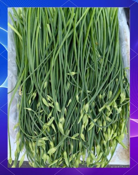 韭菜和韭菜花的区别是什么_韭菜花是韭菜开的花吗-第3张图片-山城妙识