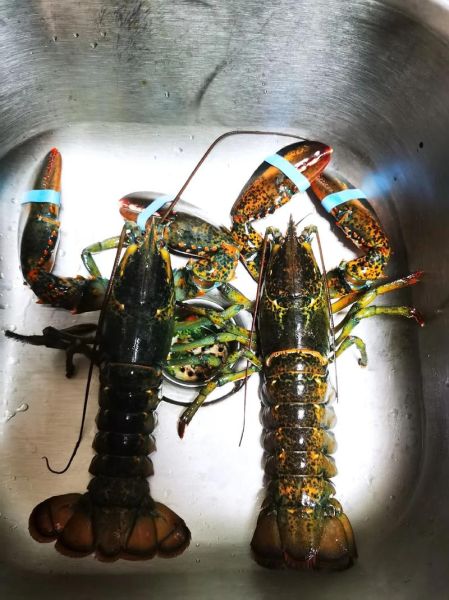 波士顿龙虾养殖技术_波士顿龙虾养殖成本-第1张图片-山城妙识