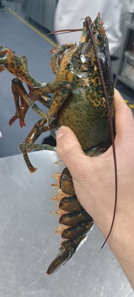 波士顿龙虾养殖技术_波士顿龙虾养殖成本-第3张图片-山城妙识