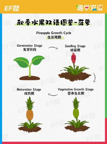 菠萝英语怎么读音_pineapple发音技巧-第1张图片-山城妙识