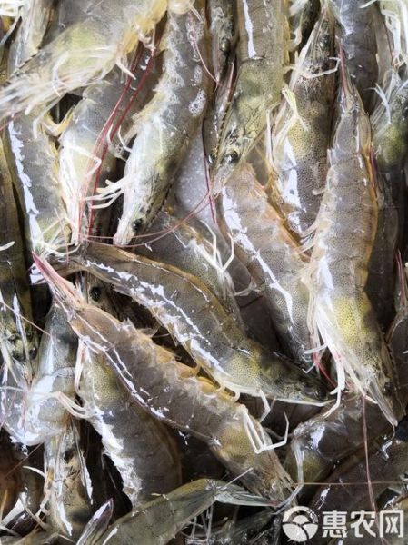 中国对虾多少钱一斤_中国对虾怎么挑选-第3张图片-山城妙识