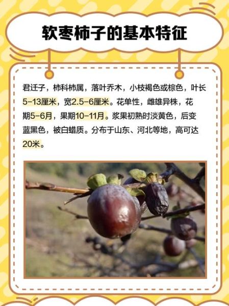 小柿子软枣的功效与作用_软枣怎么吃最营养-第1张图片-山城妙识