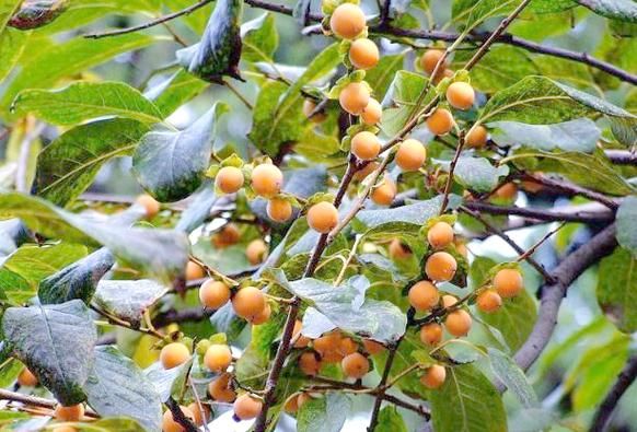 小柿子软枣的功效与作用_软枣怎么吃最营养-第3张图片-山城妙识