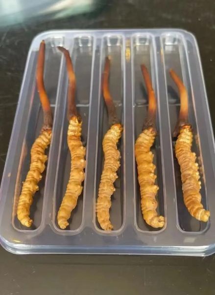 一根虫草泡水能泡多久_虫草泡水多久换一次-第3张图片-山城妙识