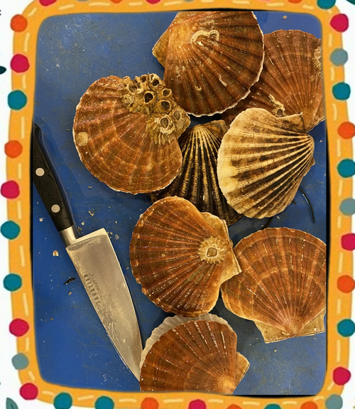 扇贝怎么清洗_扇贝内脏怎么去除-第2张图片-山城妙识