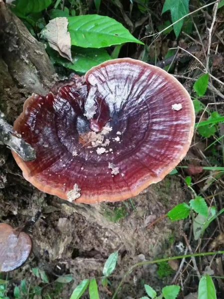 灵芝产地有哪些_中国灵芝主产区分布-第2张图片-山城妙识