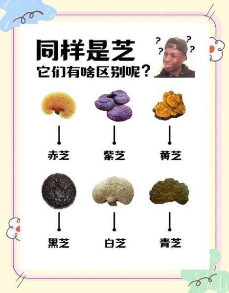 灵芝产地有哪些_中国灵芝主产区分布-第3张图片-山城妙识