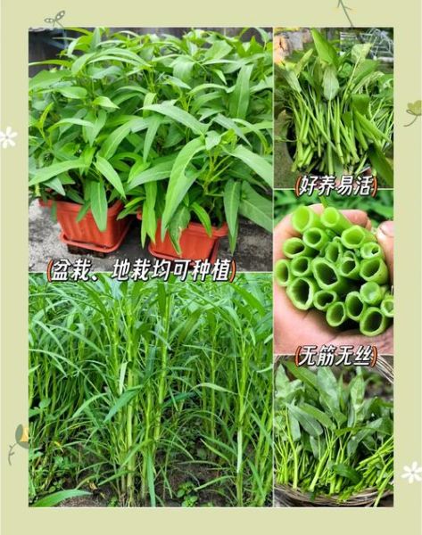 空心菜什么时候种_空心菜种植方法视频-第3张图片-山城妙识