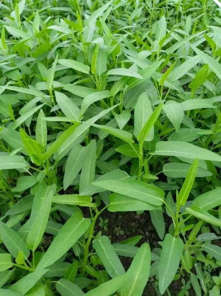 空心菜什么时候种_空心菜种植方法视频-第1张图片-山城妙识