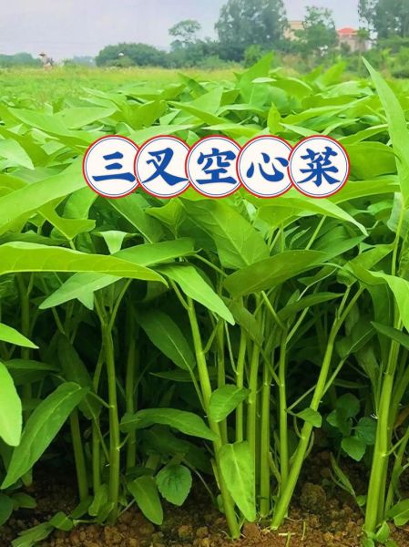 空心菜什么时候种_空心菜种植方法视频-第2张图片-山城妙识