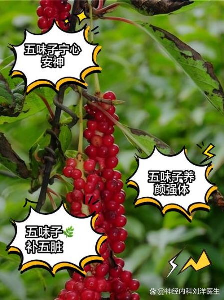 五味子禁忌人群有哪些_孕妇能吃五味子吗-第2张图片-山城妙识 五味子禁忌人群有哪些_孕妇能吃五味子吗-第2张图片-山城妙识