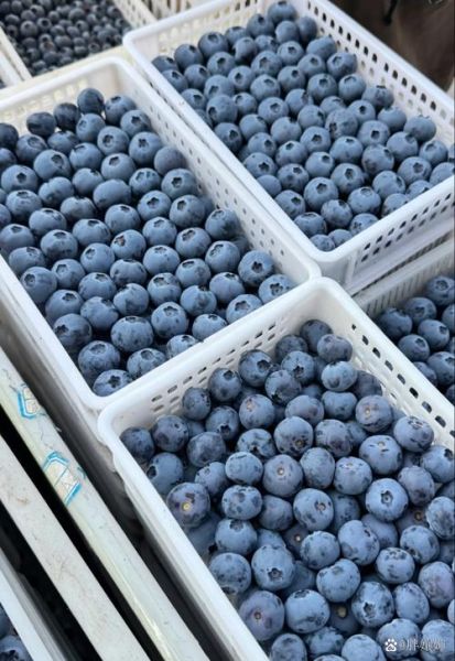 蓝莓的功效与作用价格_蓝莓多少钱一斤-第3张图片-山城妙识