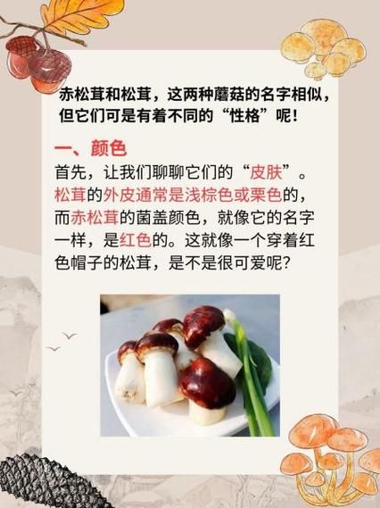 赤松茸多少钱一斤_赤松茸价格行情-第3张图片-山城妙识