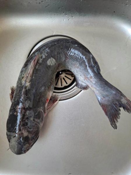 回鱼图片及价格_回鱼多少钱一斤-第2张图片-山城妙识